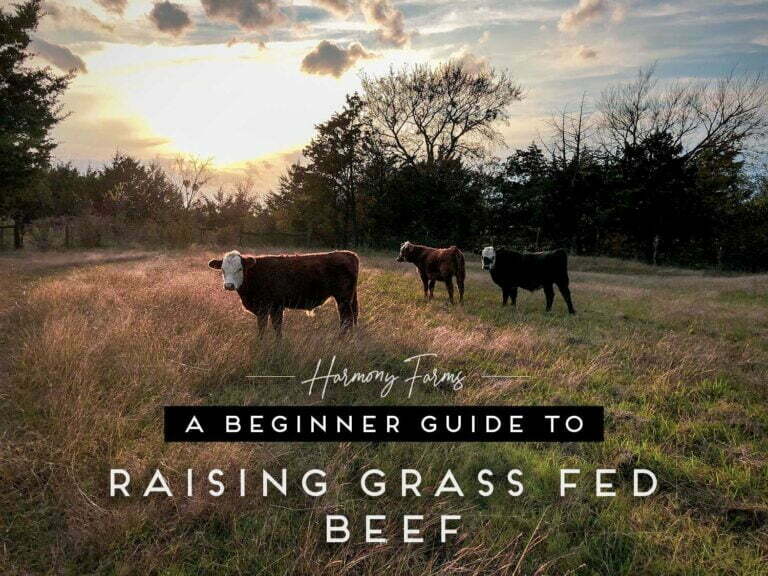 How to Raise Grass-Fed Beef: Beginner Guide The Shepherdess