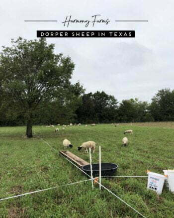 Raising Dorper Sheep in Texas The Shepherdess