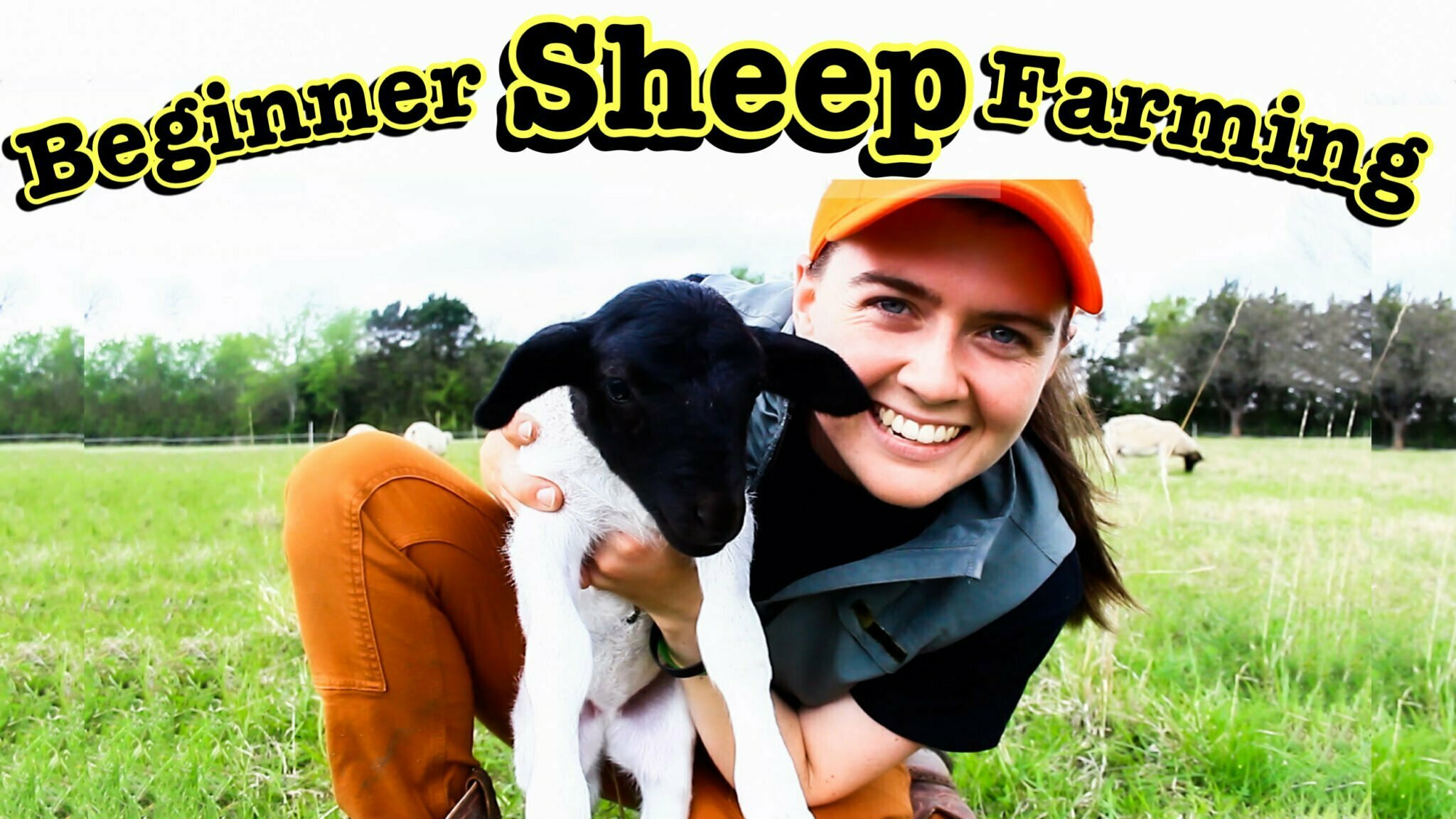 Sheep Farming for Beginners The Shepherdess