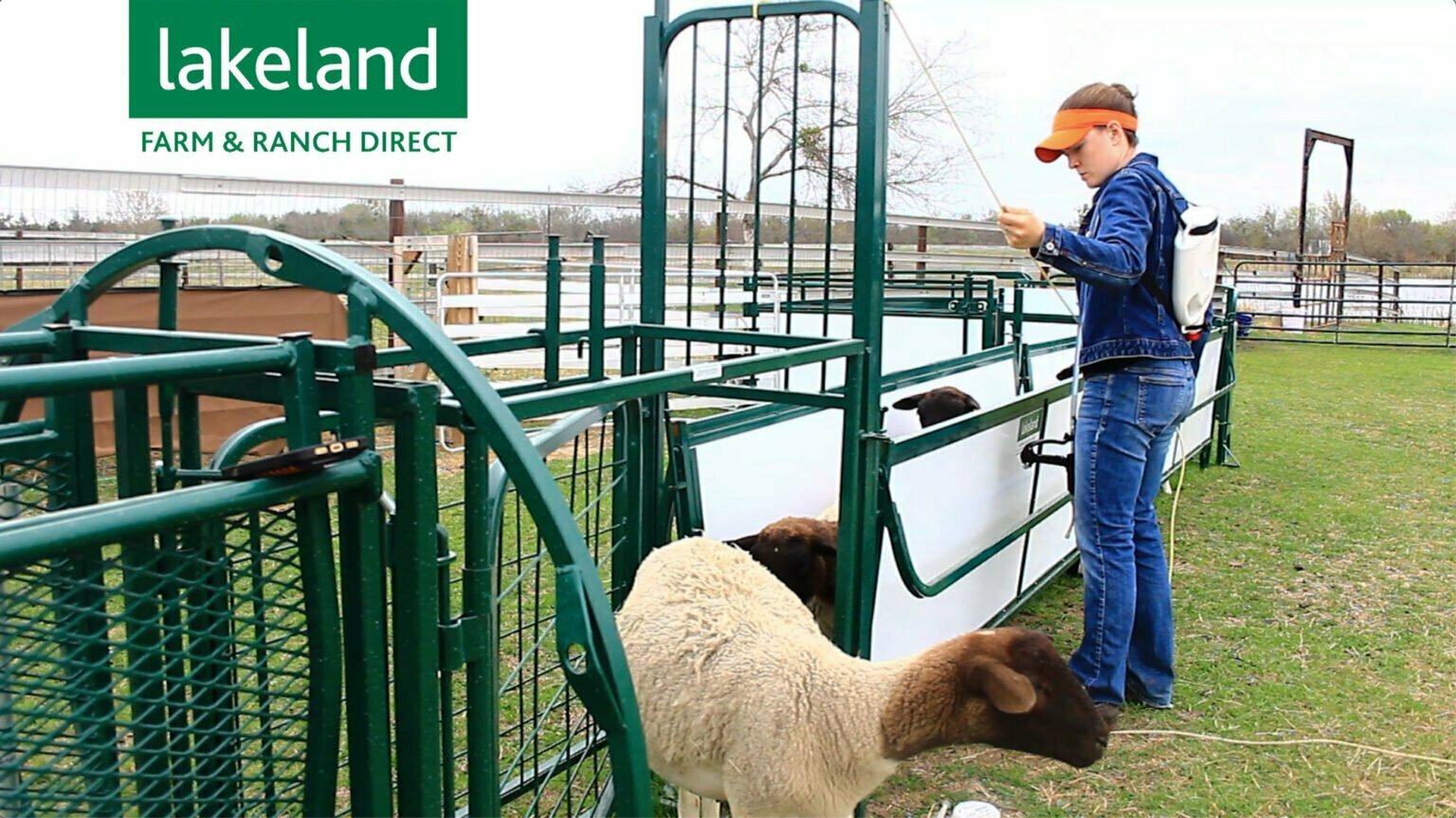 A Tour of My Lakeland SG200 Sheep Handling System The Shepherdess