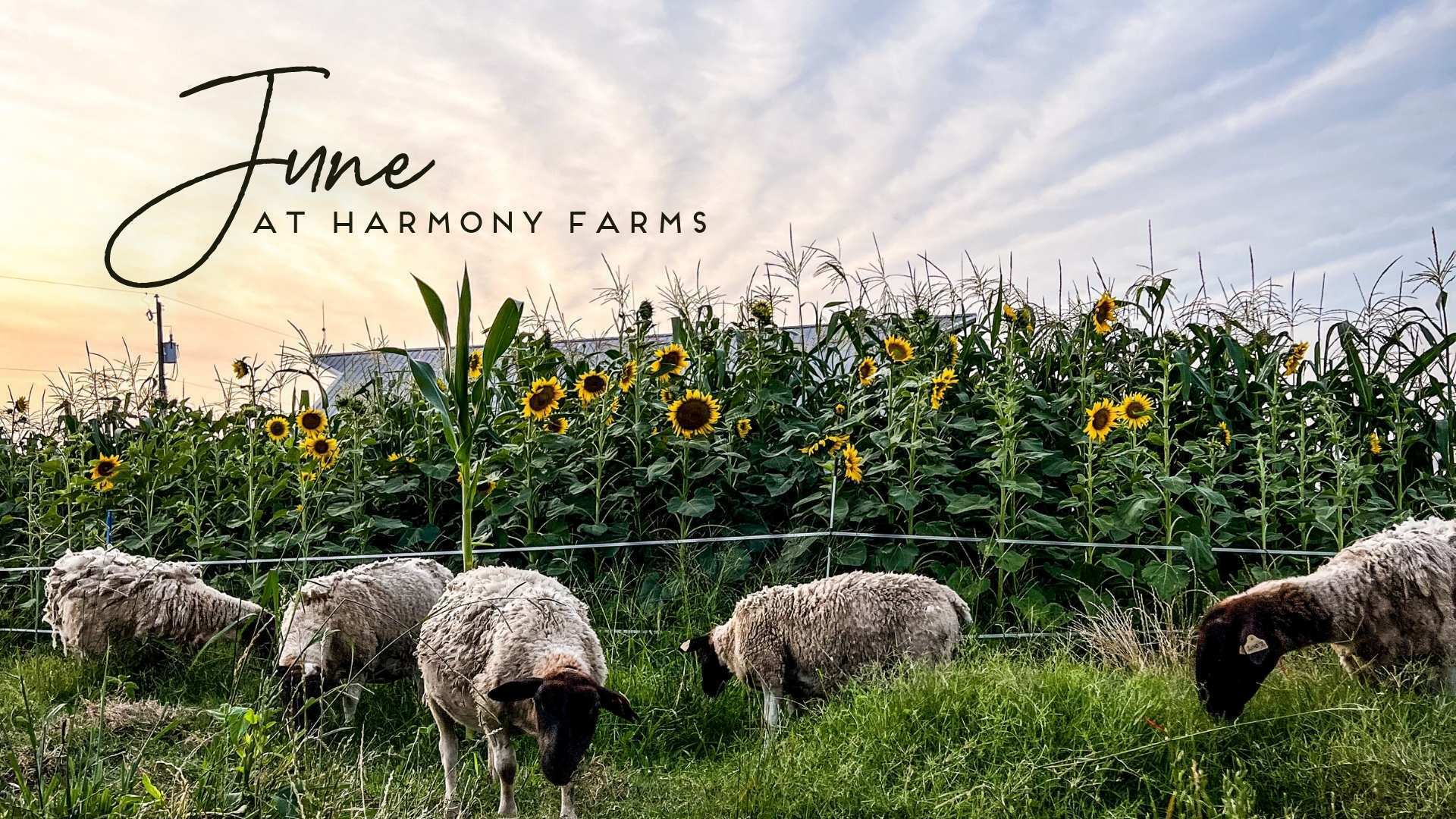 June Farm Update The Shepherdess