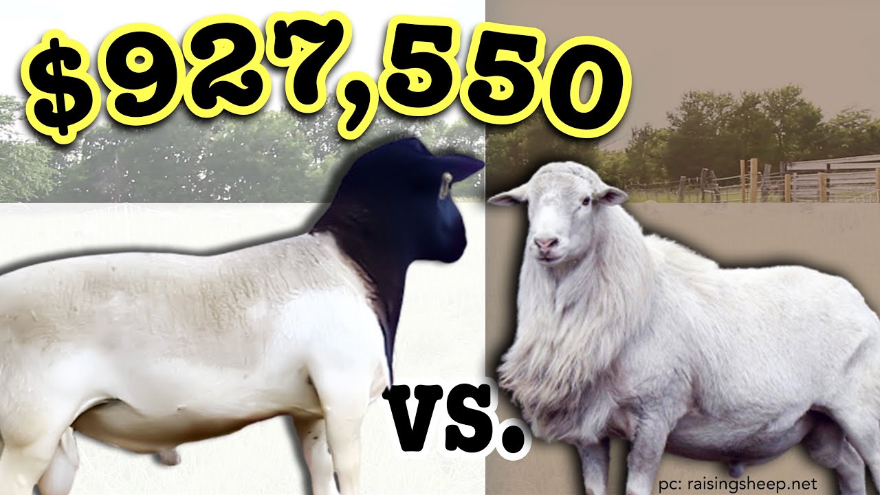 Saint Croix Sheep Our First Month Raising St Croix Sheep | Beginner