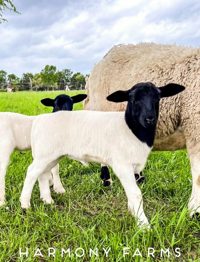 ARE REGISTERED SHEEP WORTH IT? | Registered vs. Commercial Sheep ...