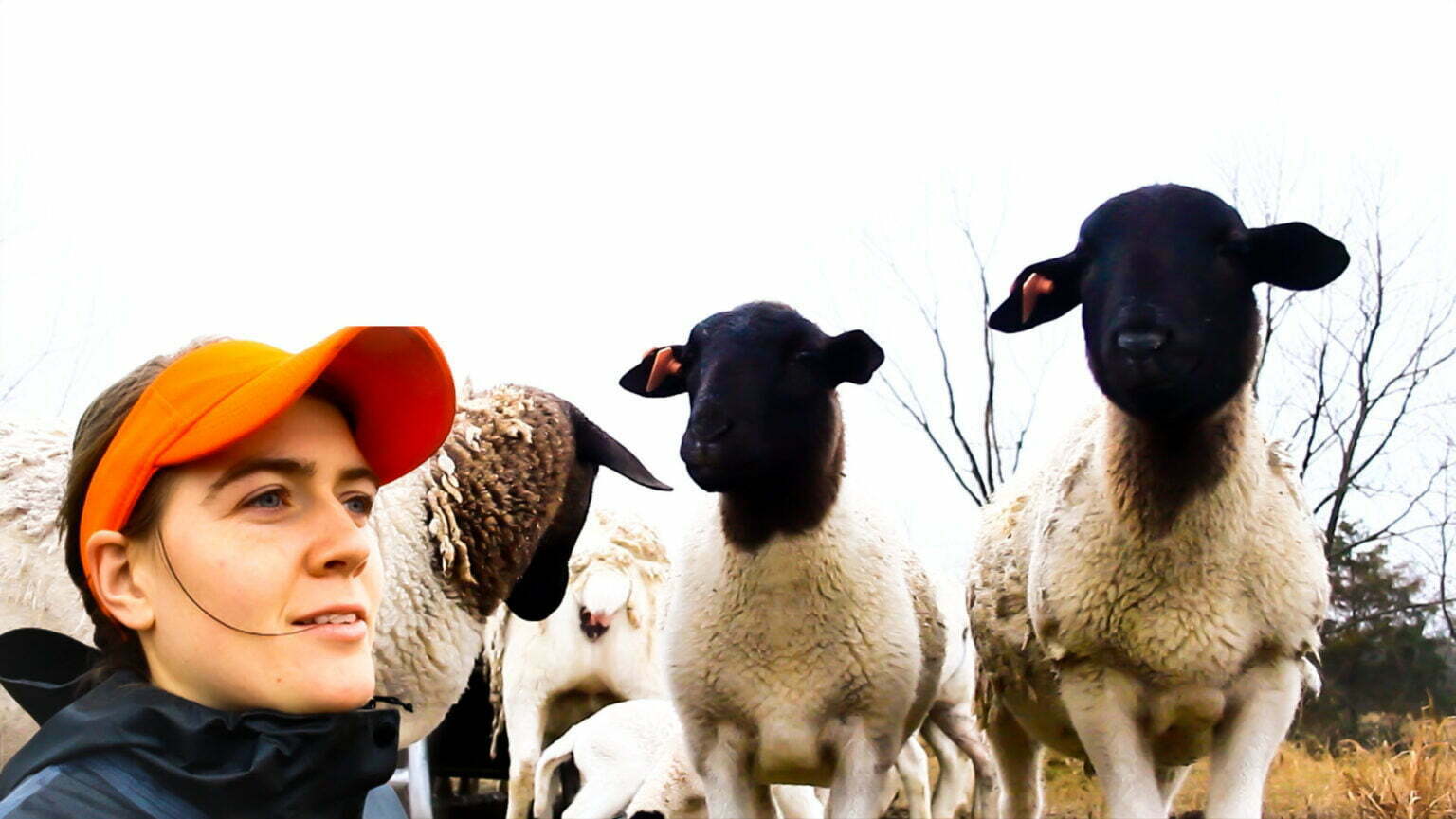 Shepherdess Supply co. Sheep Farming Supplies and Education for ...