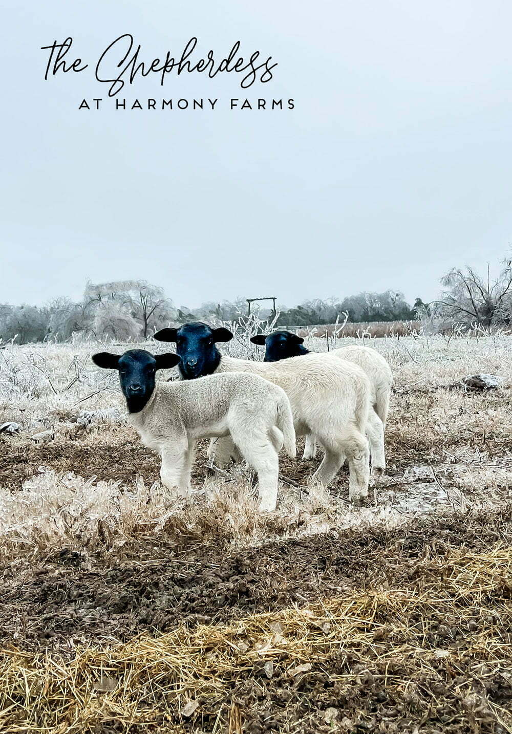 February 2023 at Harmony Farms The Shepherdess