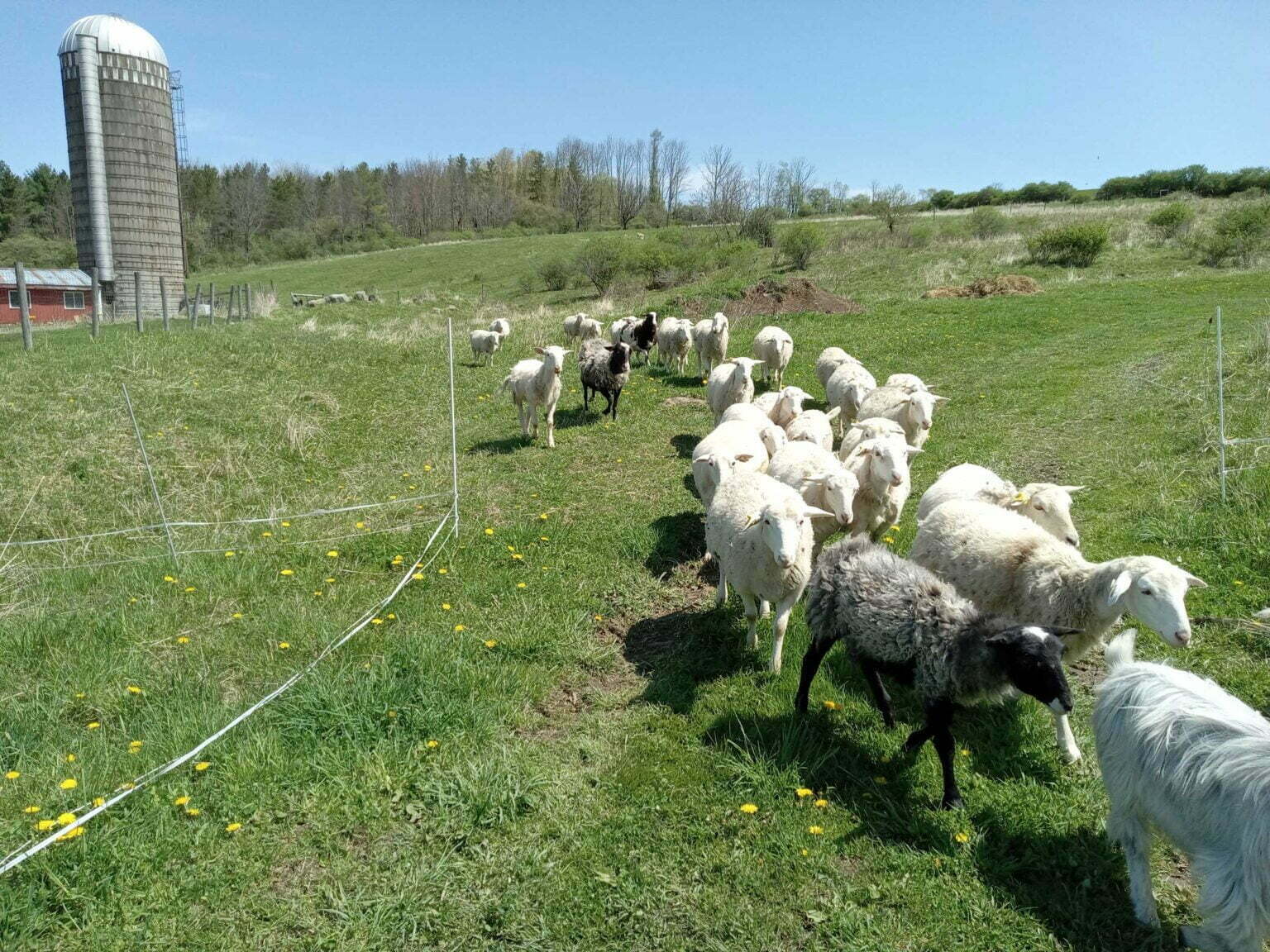 Pasture Raised Sheep for Sale The Shepherdess