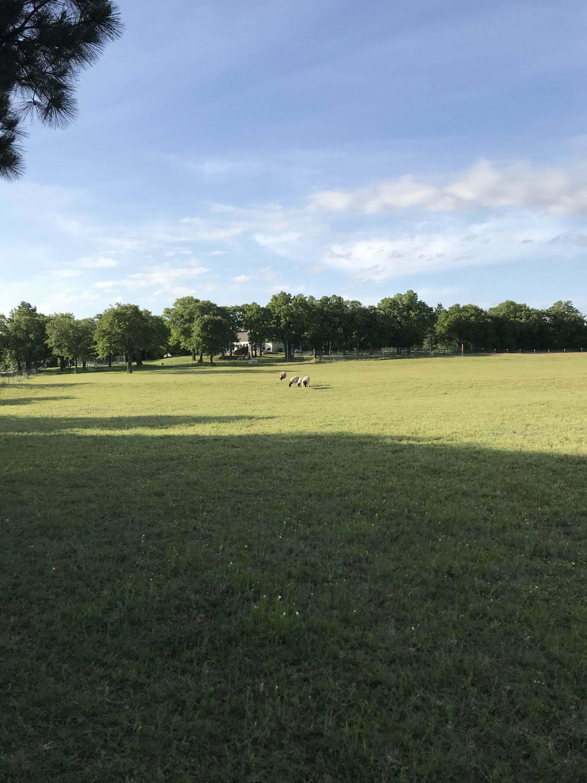 Pasture Raised Sheep for Sale The Shepherdess