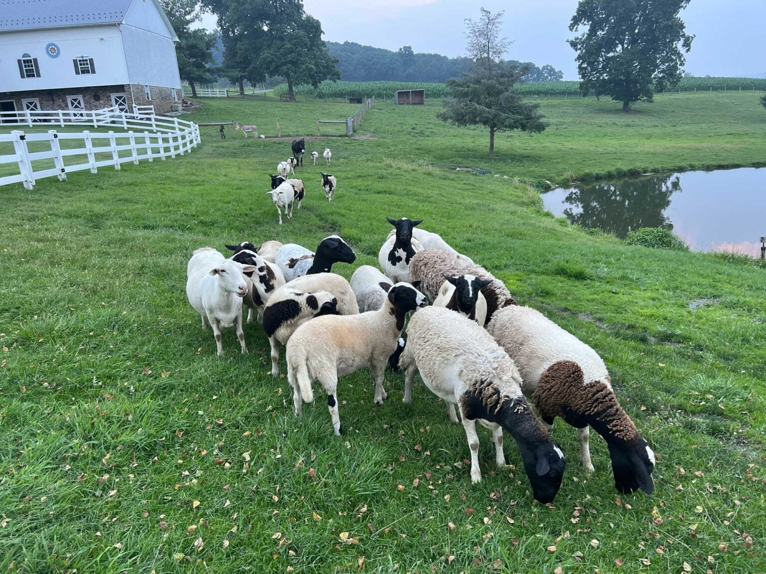 Pasture Raised Sheep for Sale The Shepherdess