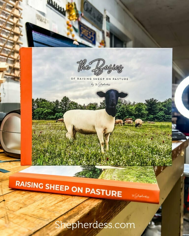 The Basics of Raising Sheep on Pasture The Shepherdess