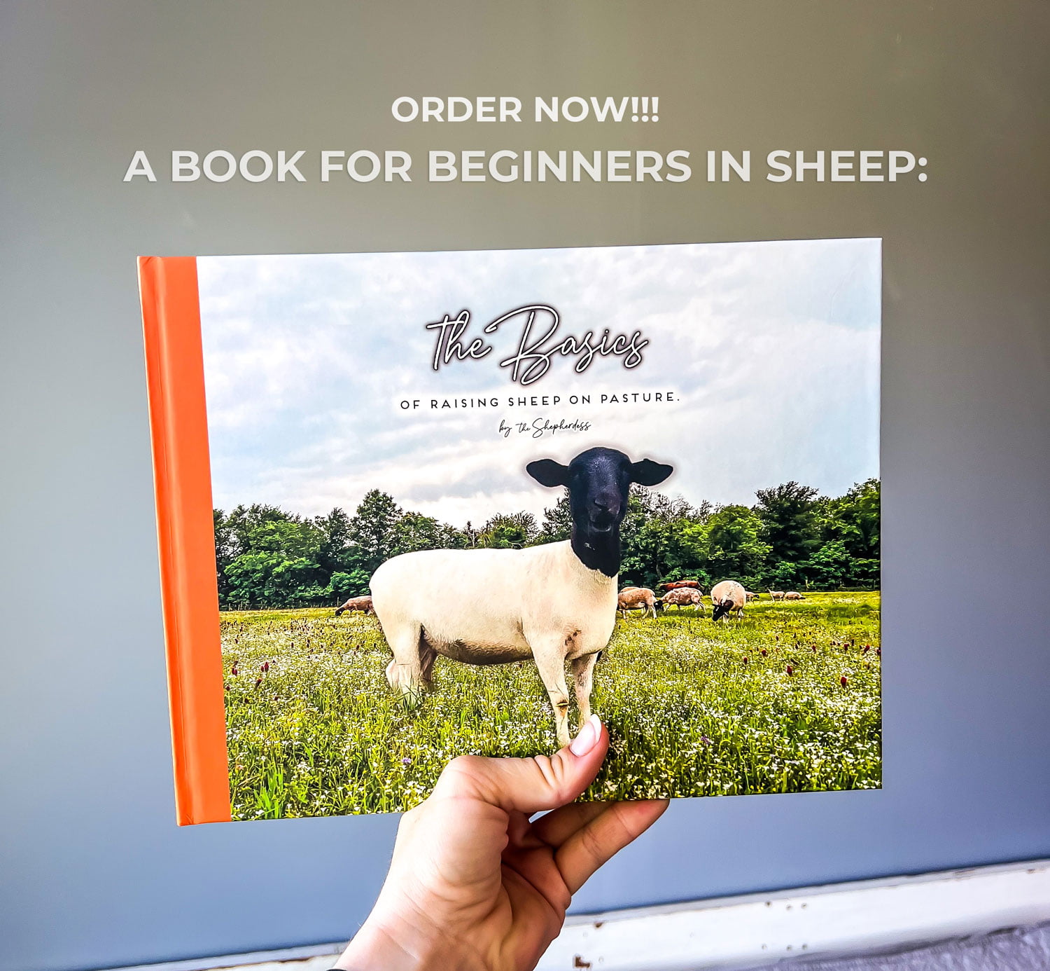 Macintyre Brooke Lamb in Queensland Australia The Shepherdess