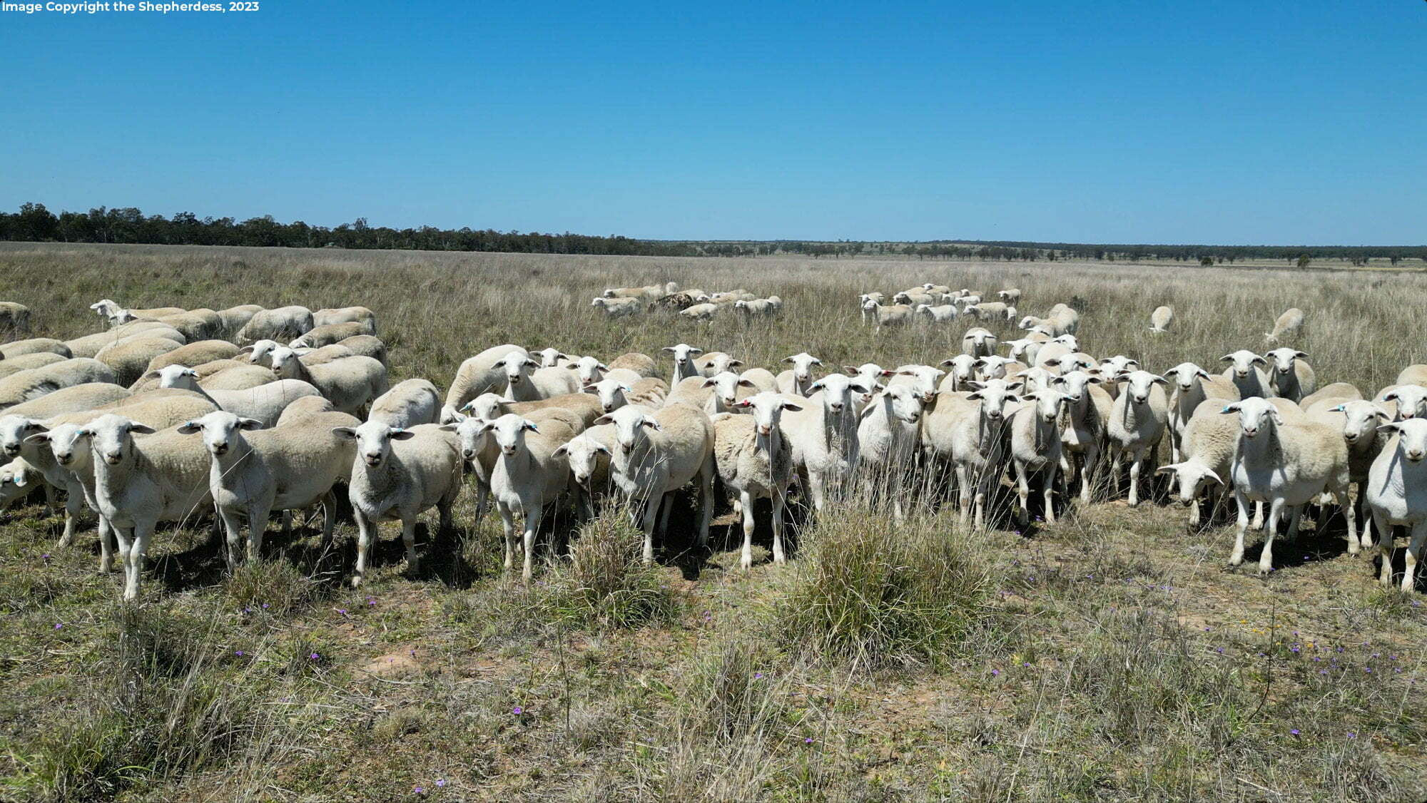 the Shepherdess in Australia The Shepherdess