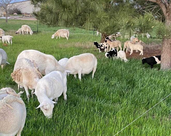 Pasture Raised Sheep for Sale - The Shepherdess