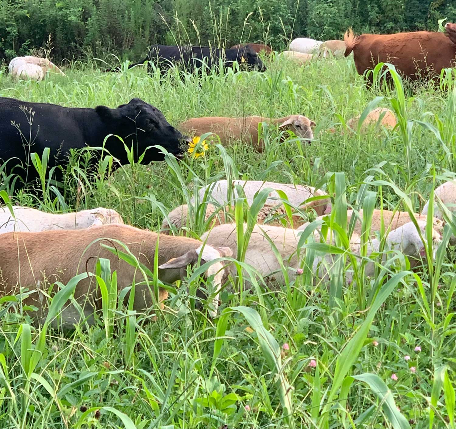 AL: Sand Valley Pastures The Shepherdess AL: Sand Valley Pastures The Shepherdess