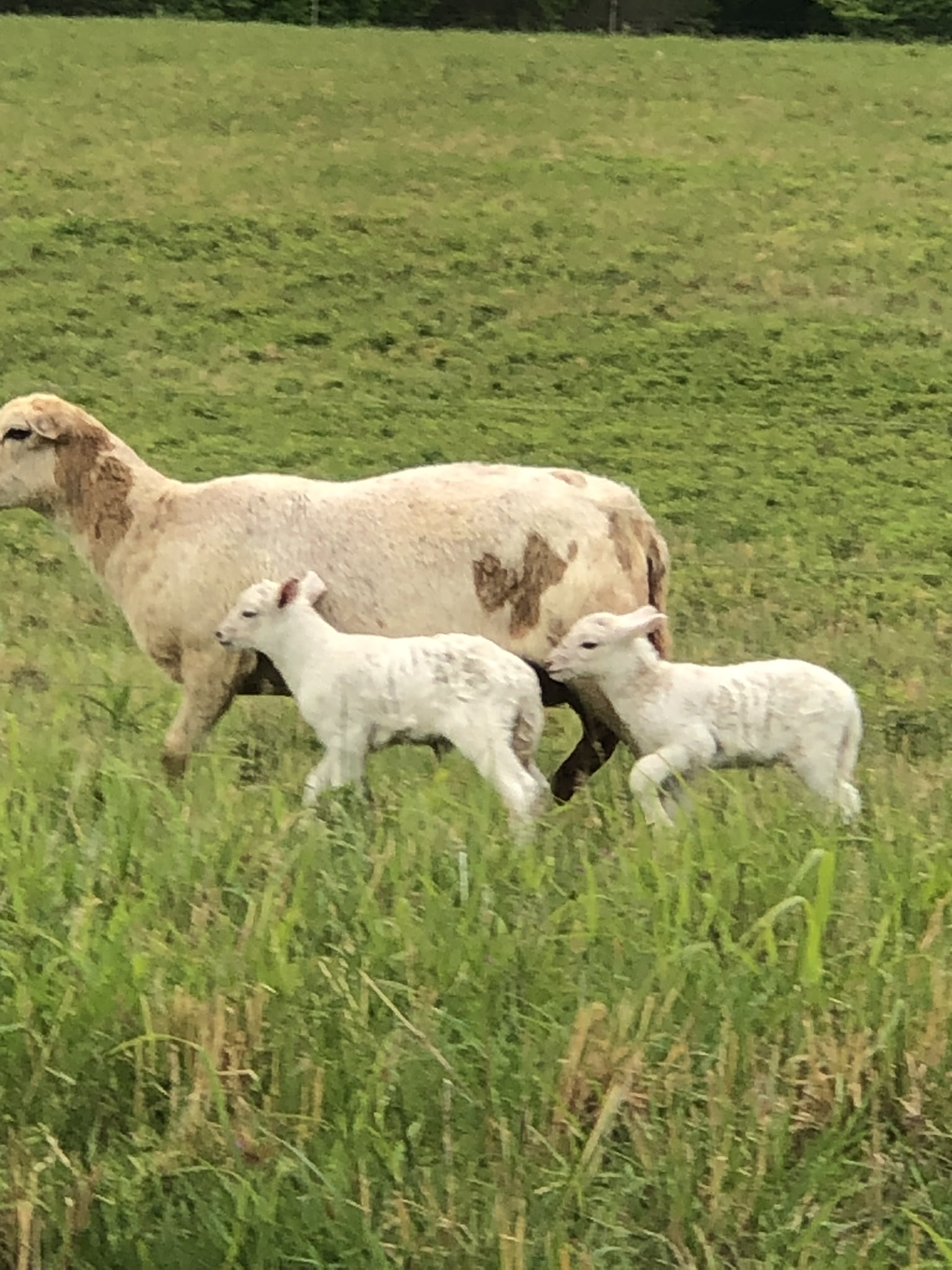 Pasture Raised Sheep for Sale The Shepherdess