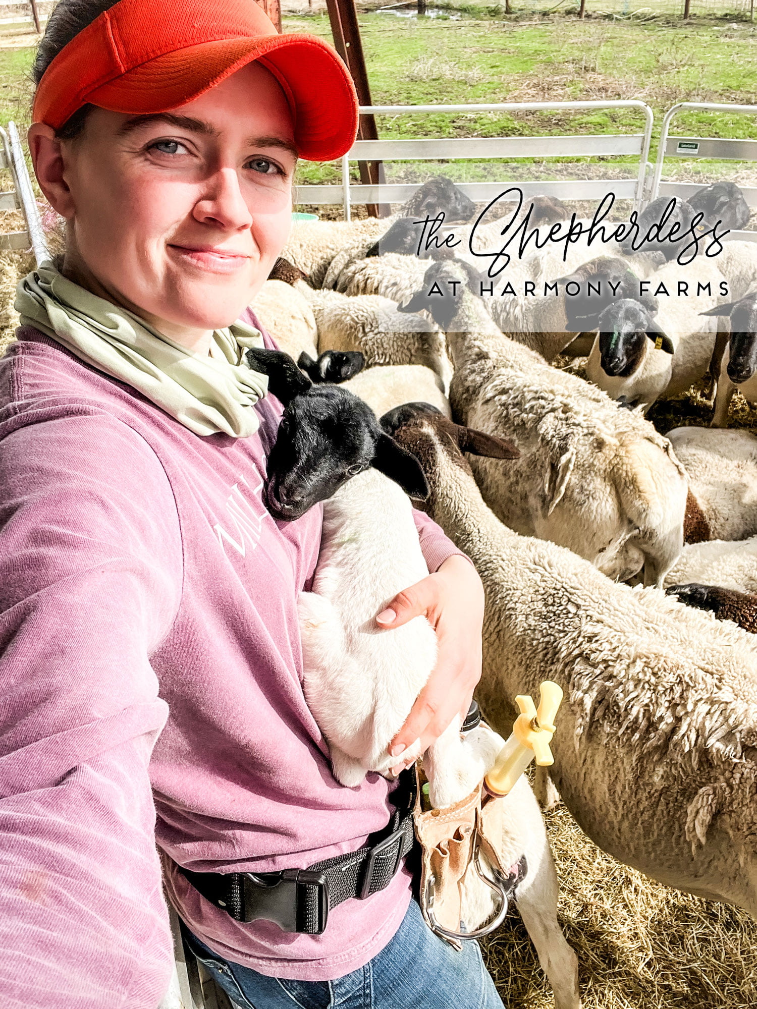 February 2024 Farm Update | Raising Dorper Lambs in Texas The Shepherdess