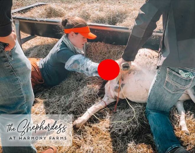 February 2024 Farm Update | Raising Dorper Lambs in Texas The Shepherdess