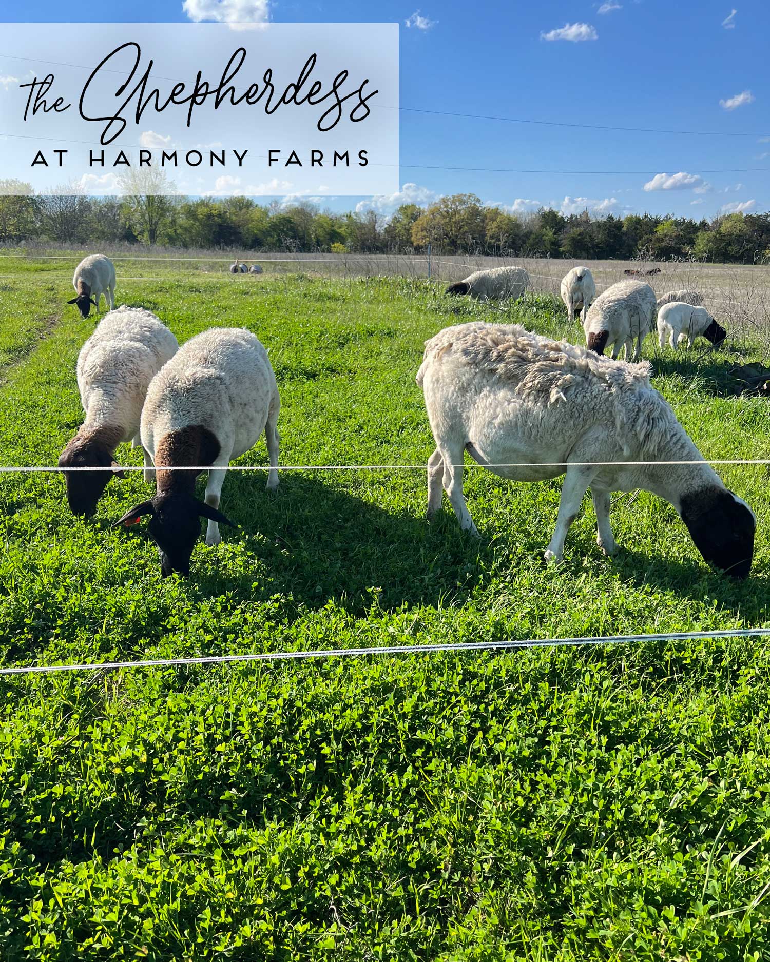 March 2024 Farm Update | Raising Dorper Lambs in Texas The Shepherdess