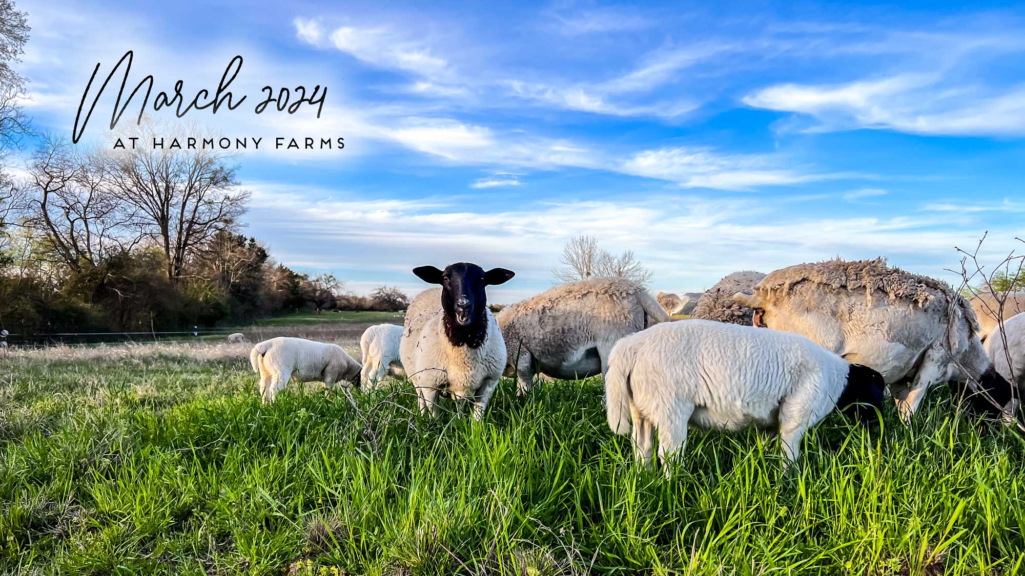 March 2024 Farm Update | Raising Dorper Lambs in Texas The Shepherdess