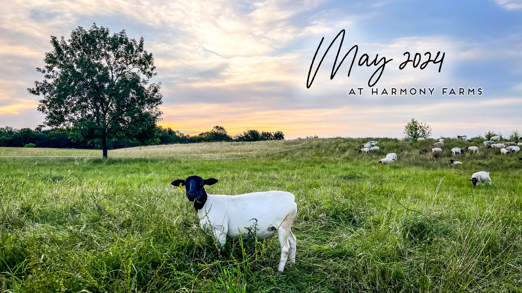 May 2024 Farm Update | Raising Dorper Lambs in Texas The Shepherdess
