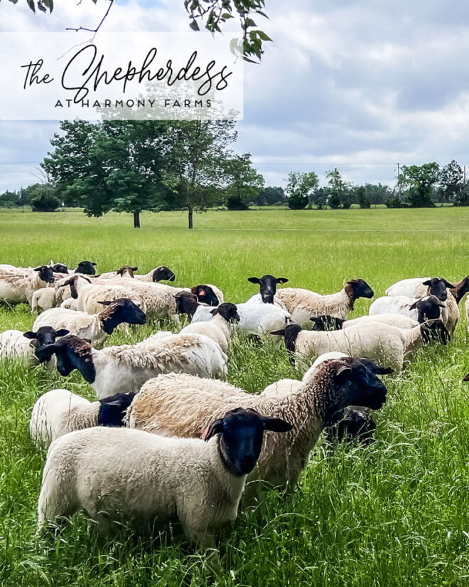BREEDING DORPER SHEEP ON PASTURE (My Small-Scale System) The Shepherdess
