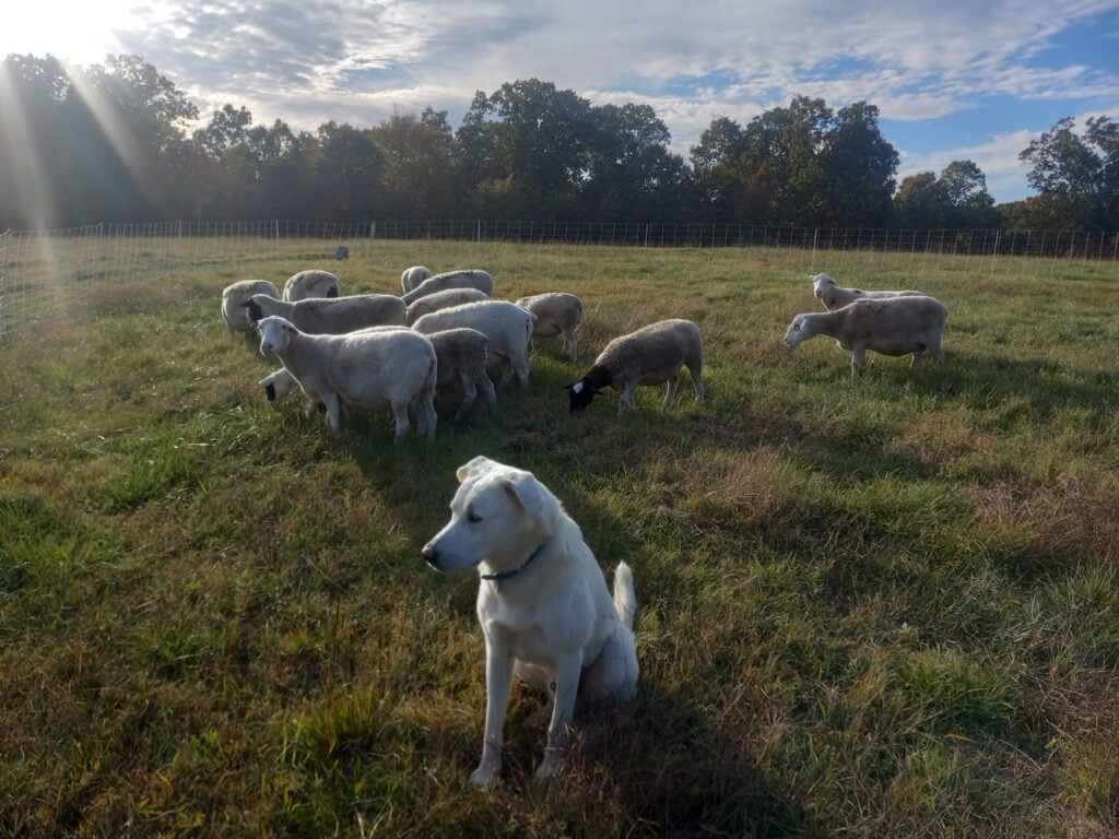 OK: C Farms The Shepherdess