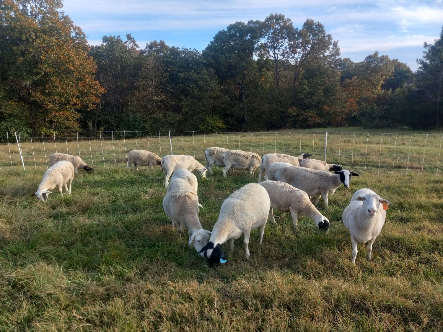 OK: C Farms The Shepherdess