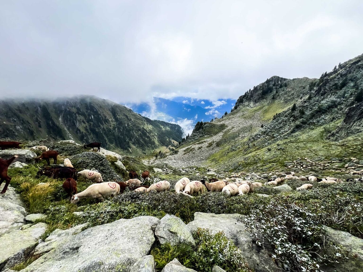 RAISING SHEEP IN EUROPE (Documentary)| France, Switzerland, and Italy ...