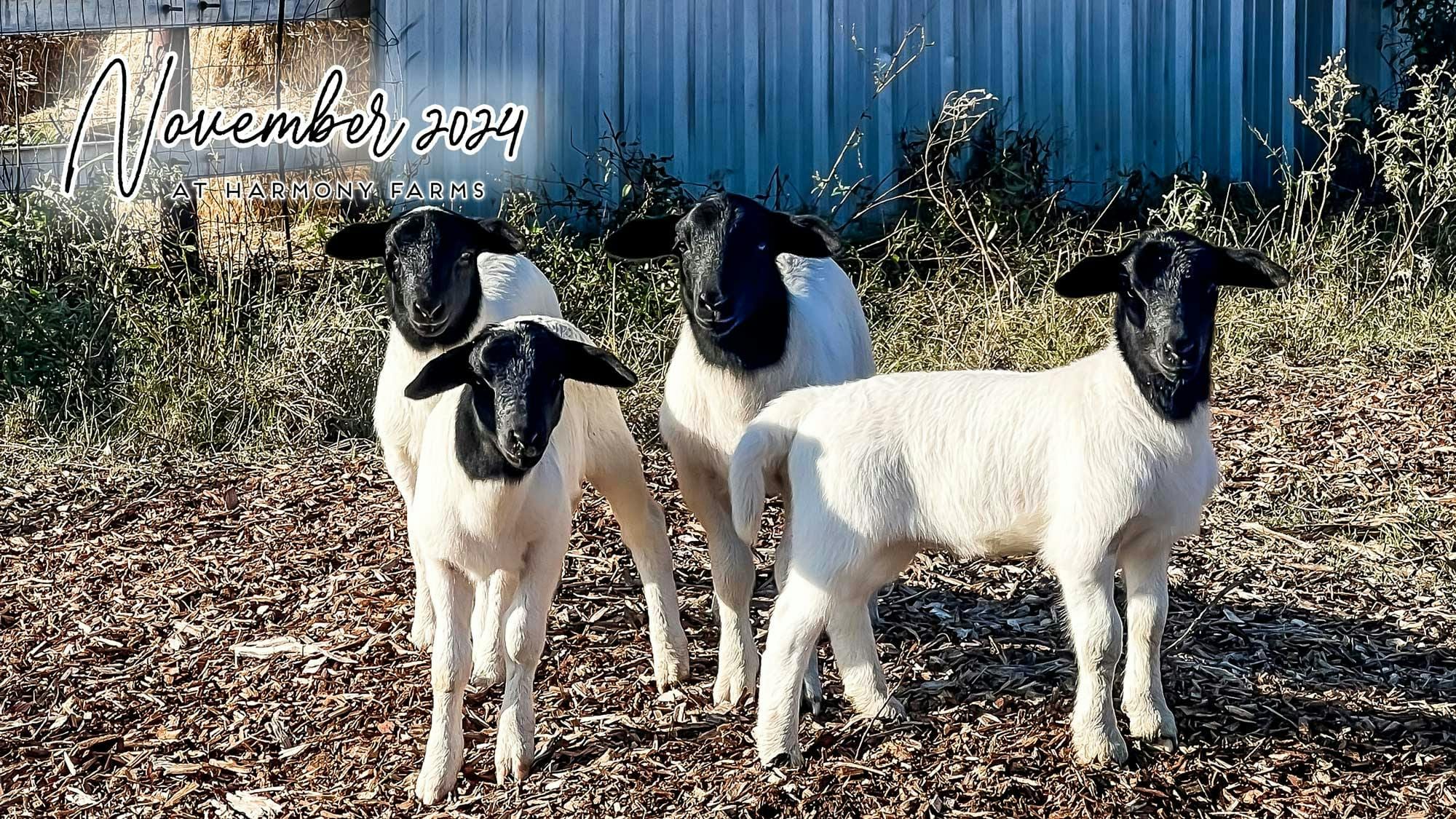 November Farm Update The Shepherdess