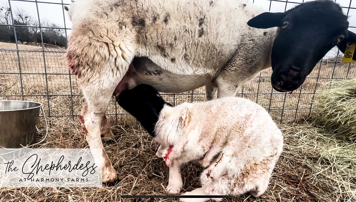January 2025 Farm Update | Raising Dorper Sheep in Texas The Shepherdess