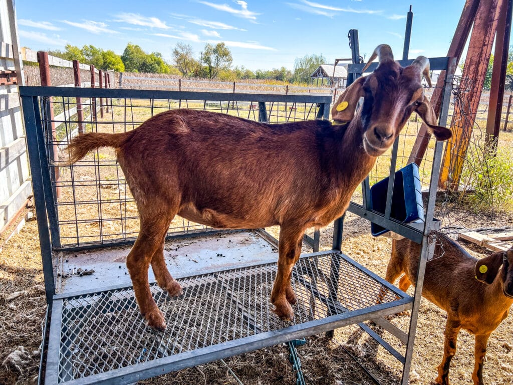 Dairy Goats (Alpine-Boer Cross) The Shepherdess