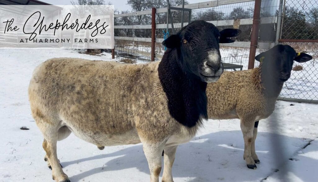 PRINCE (Registered Dorper Breeding Ram) The Shepherdess